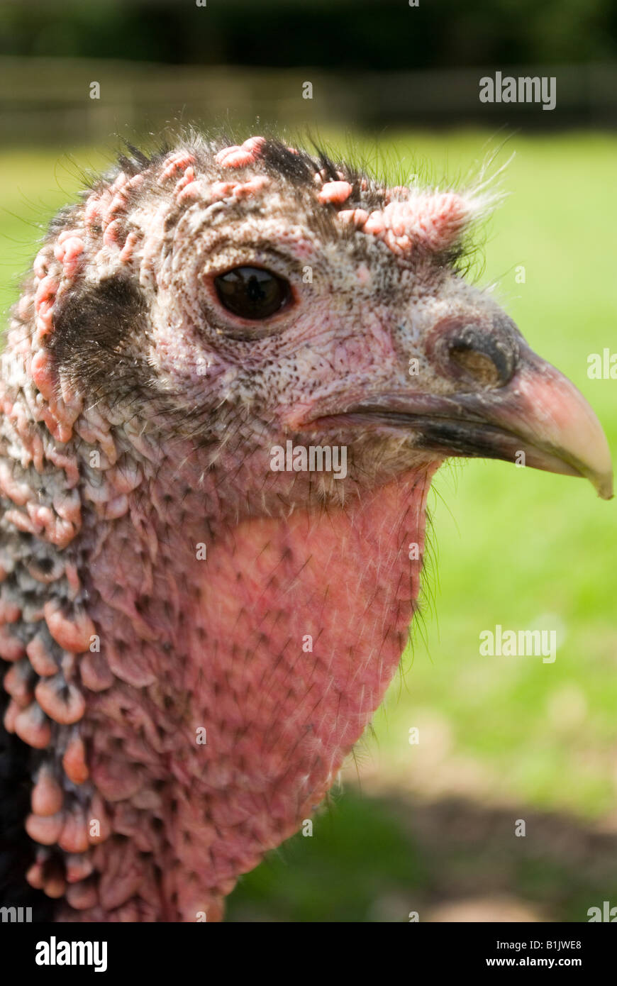 Turkey caruncle hi-res stock photography and images - Alamy