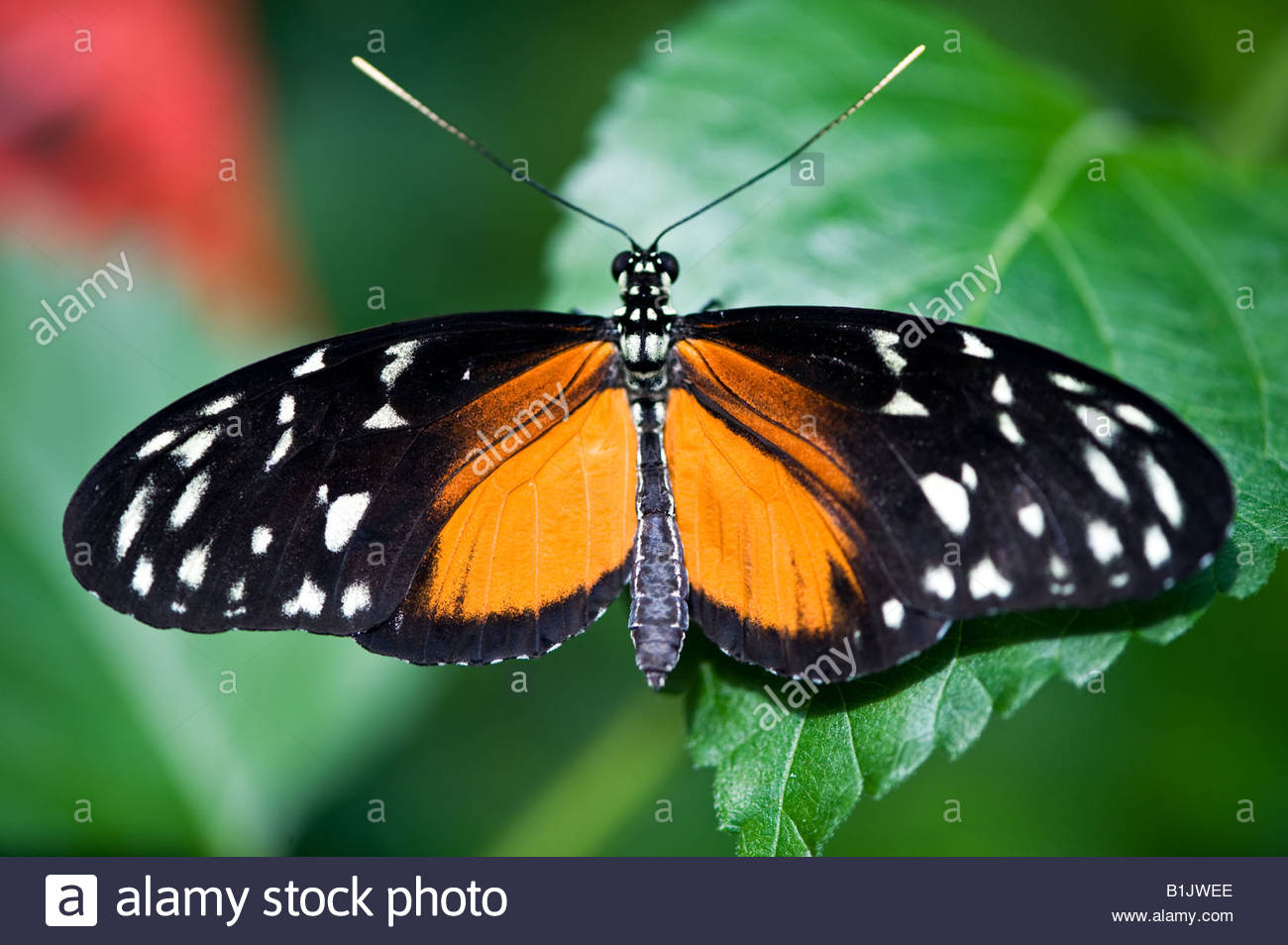 Tiger Longwing High Resolution Stock Photography and Images - Alamy