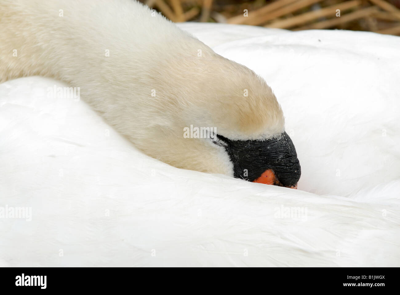 Bird head tucked hi-res stock photography and images - Alamy