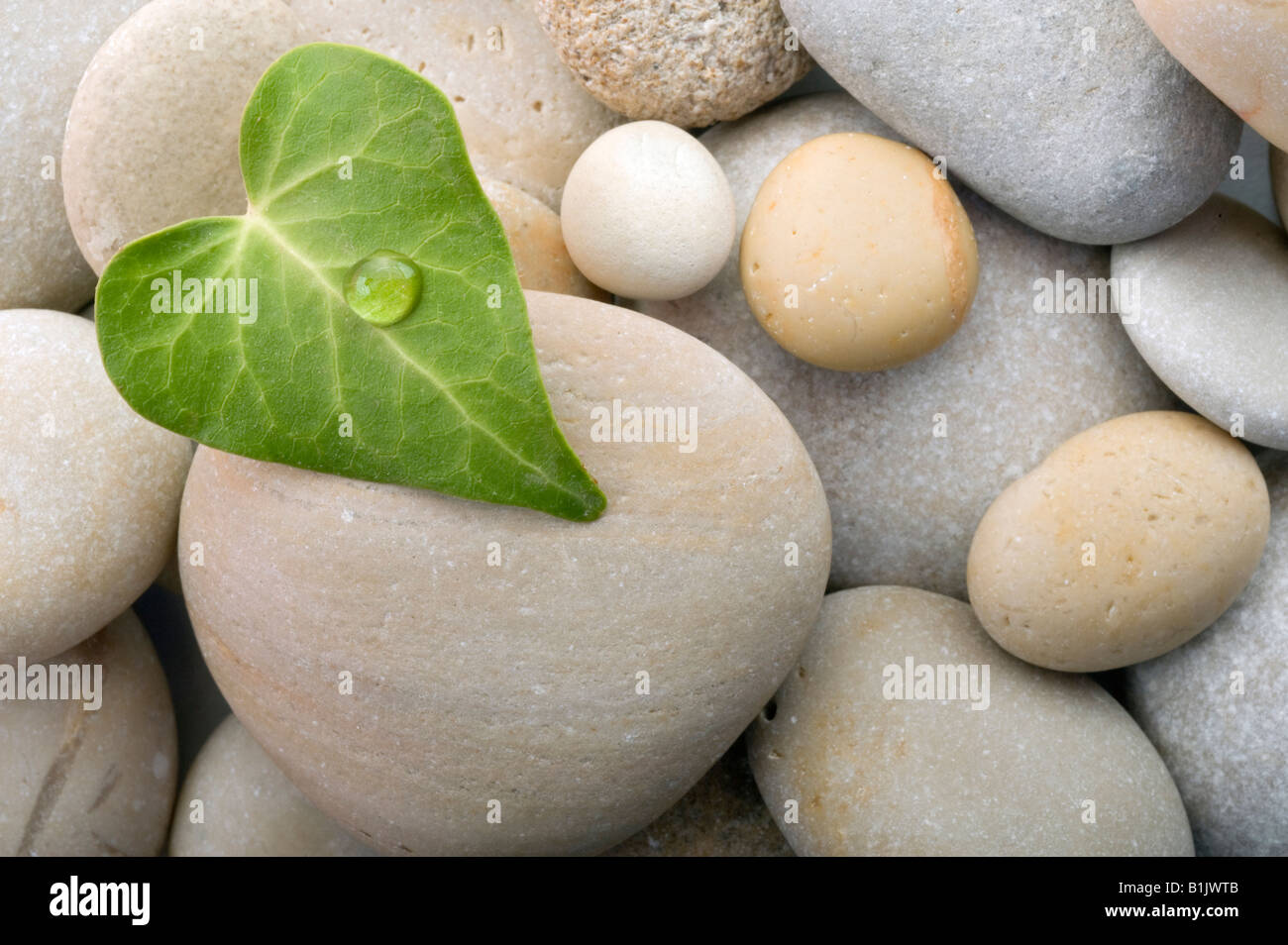 closeup of ivory leaf with a drop of water on pebbles background Stock ...