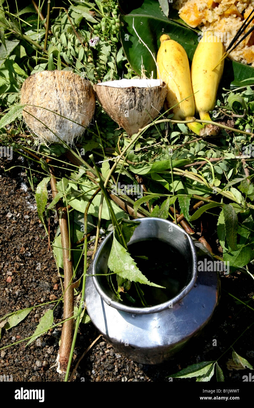Special cow pooja for Pongal outside a cowshed , Tamil Nadu , India ...