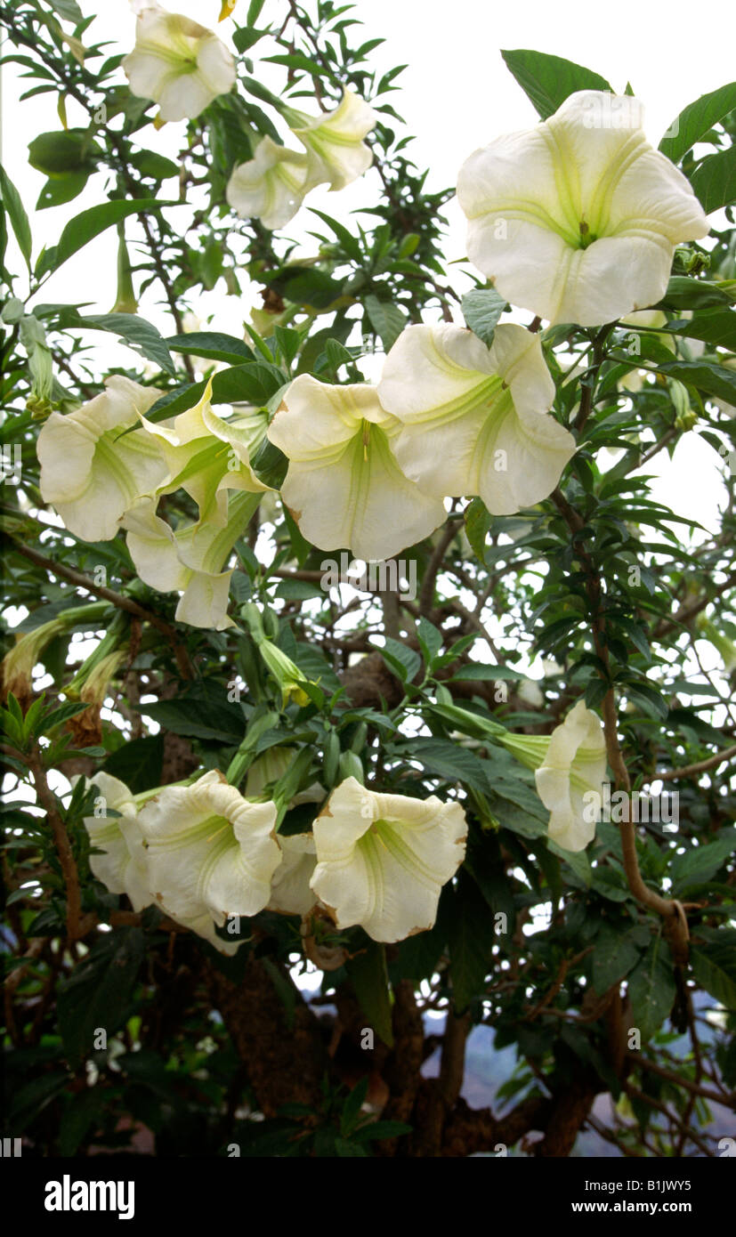 Ipomoea Alba High Resolution Stock Photography and Images - Alamy