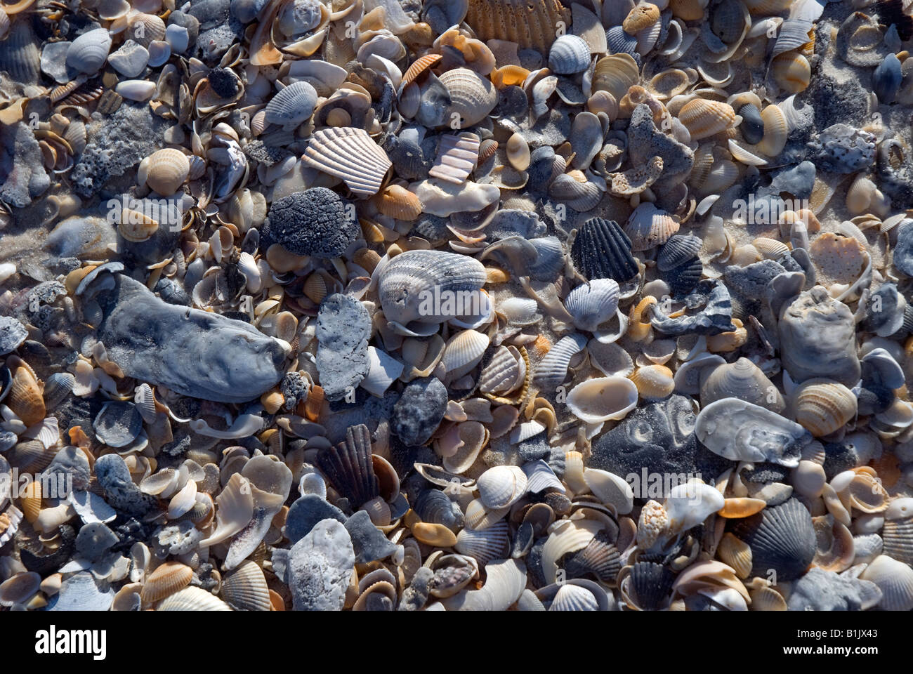 Florida beach shells hi-res stock photography and images - Alamy