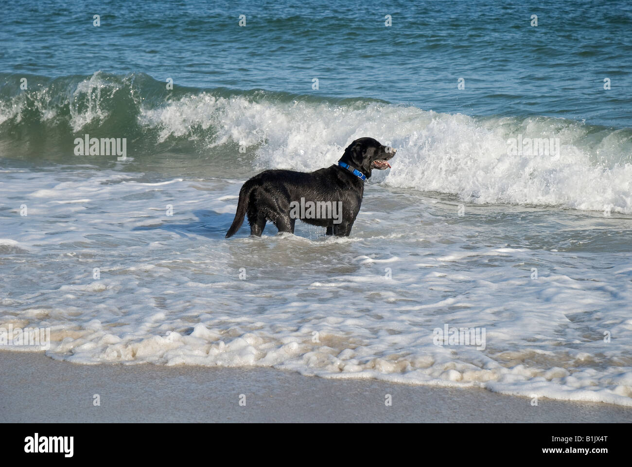 black Labrador Retriever tests the surf off Little St George Island ...