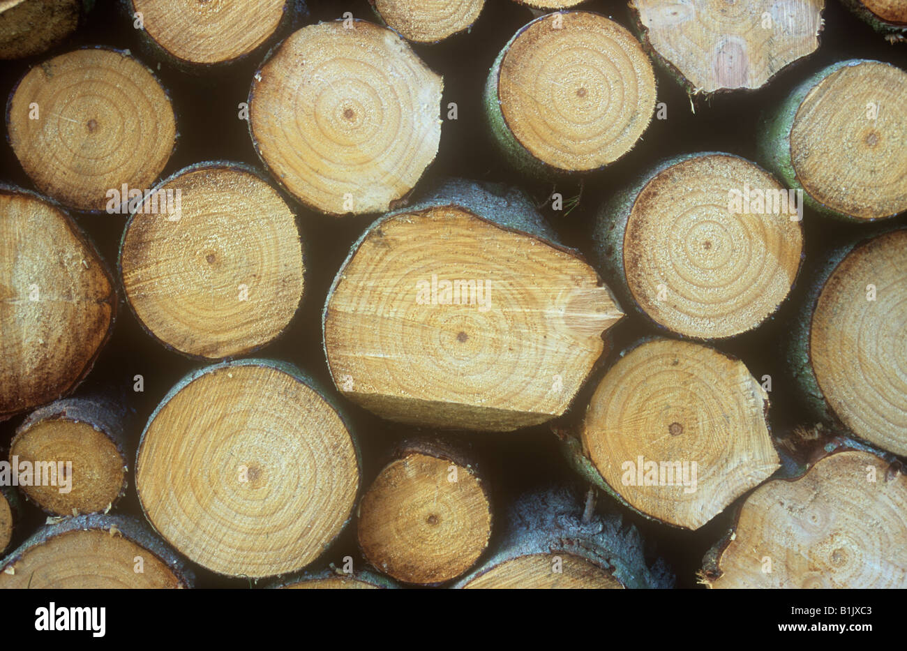 Detail of ends of neatly-stacked wooden logs of Maritime pine or Pinus ...
