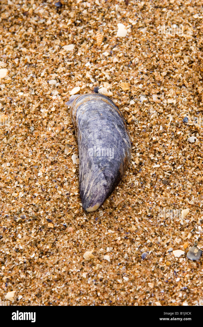 mussel shell on a gravel beach Stock Photo - Alamy