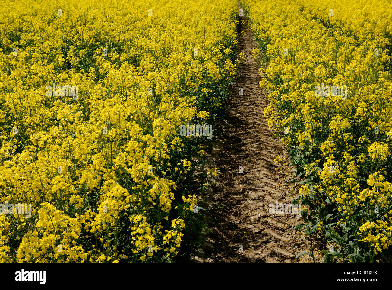 Field of yellow rape seed Stock Photo - Alamy