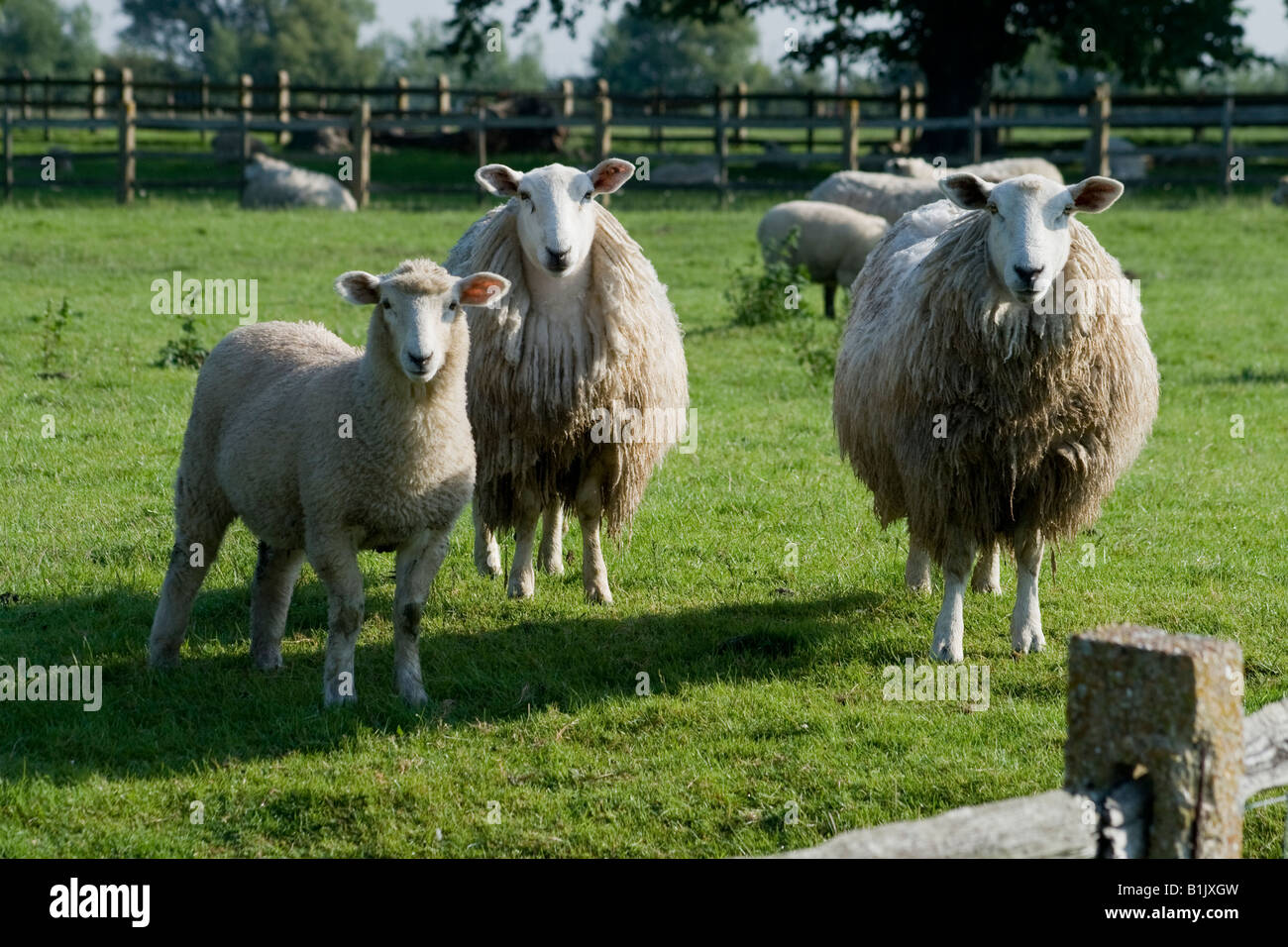 Sheep lamb kent england hi-res stock photography and images - Alamy