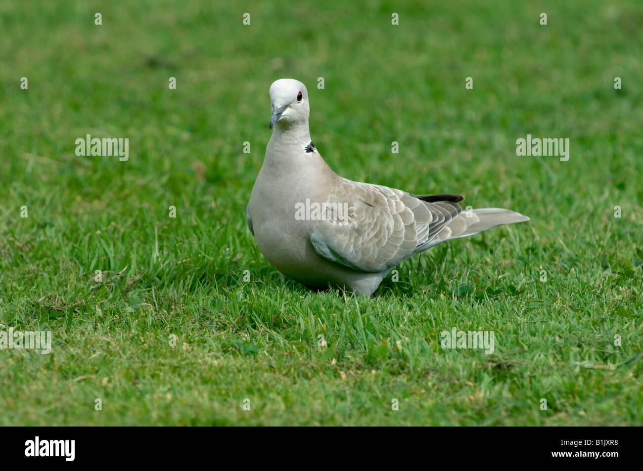 Adult collared dove hi-res stock photography and images - Alamy