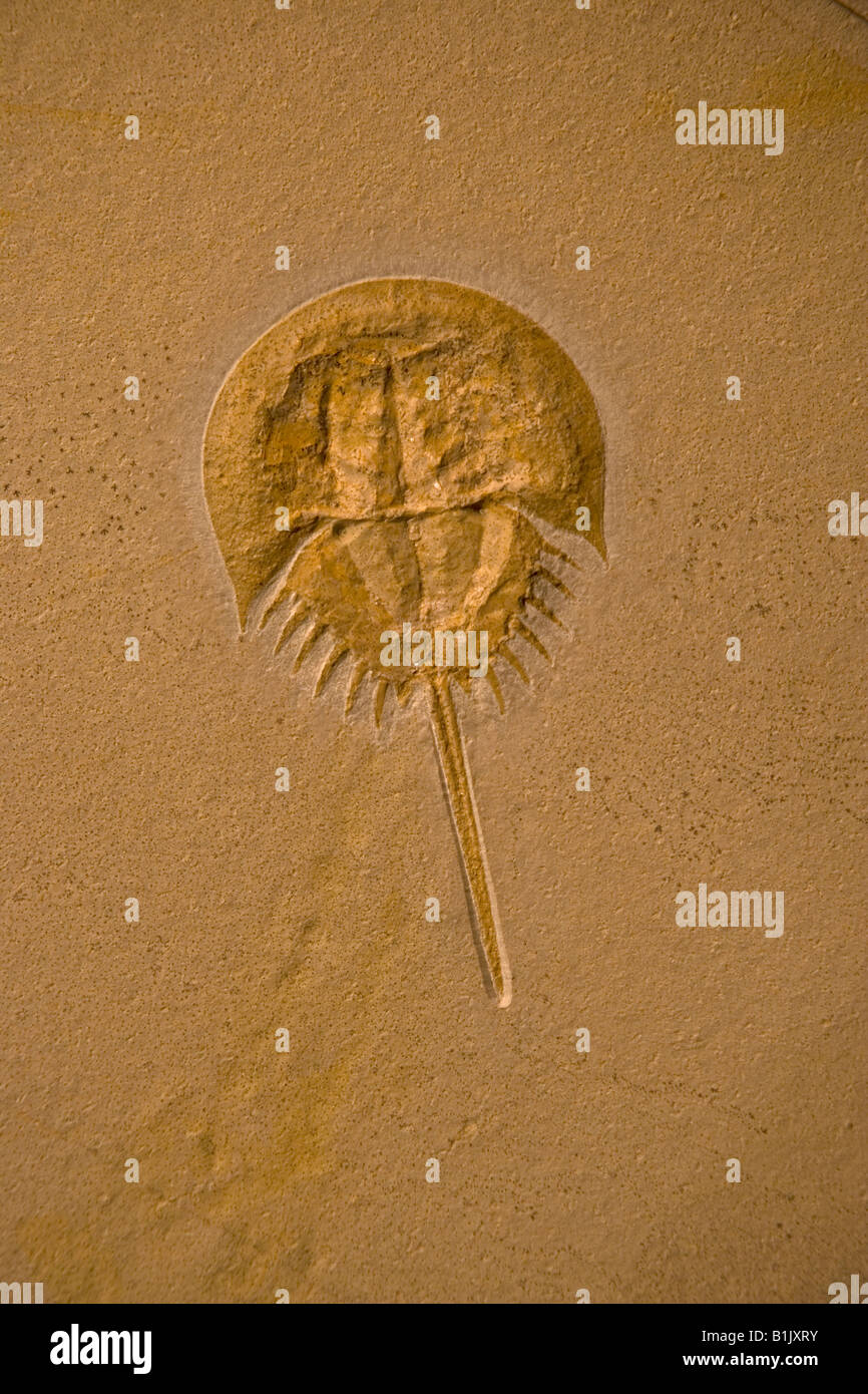 Fossil horseshoe crab (Limulus) Germany - Jurassic Stock Photo - Alamy