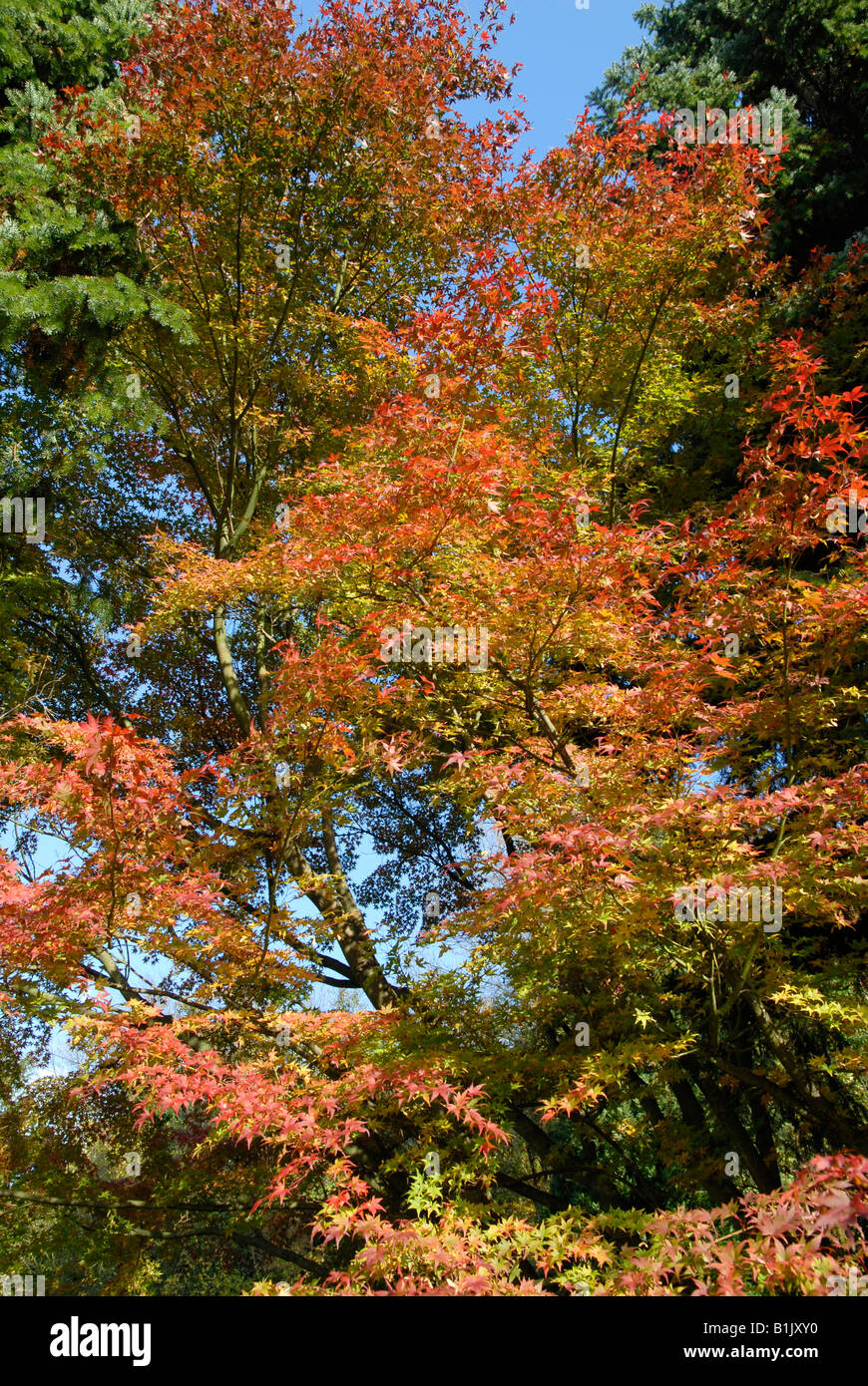 A colorful maple tree (acer palmatum) in a garden in autumn Stock Photo - Alamy