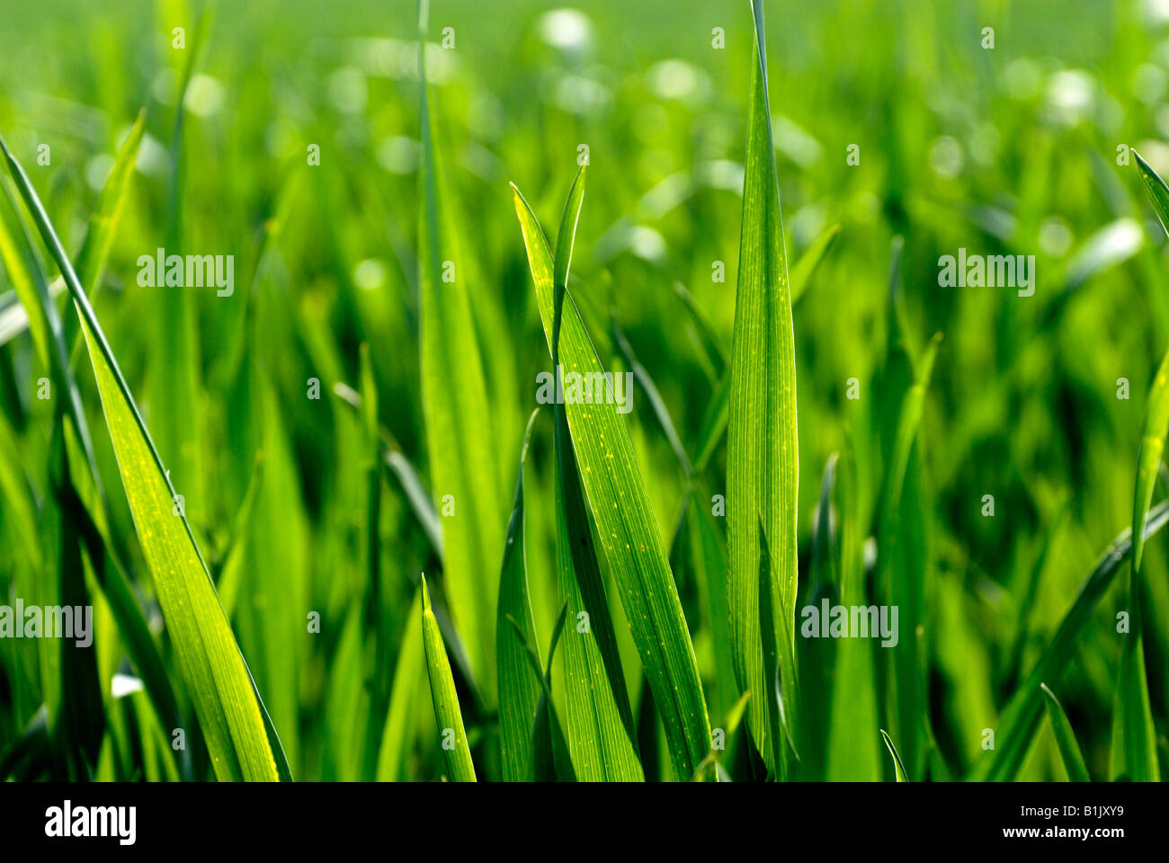 Blades of Grass Stock Photo - Alamy