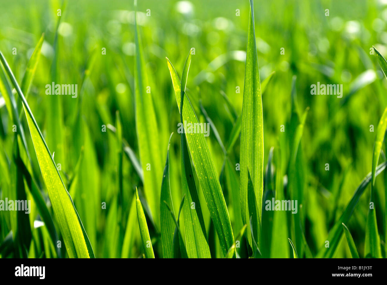 Blades of grass cut out hi-res stock photography and images - Alamy