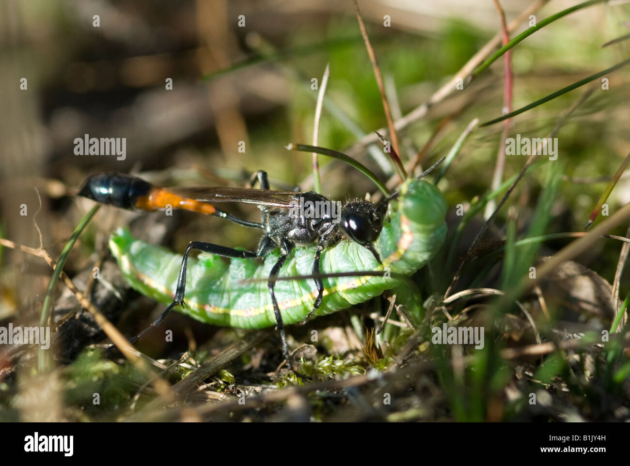 Heath sand wasp, Hunting wasp, Ammophila pubescens, capturing host ...