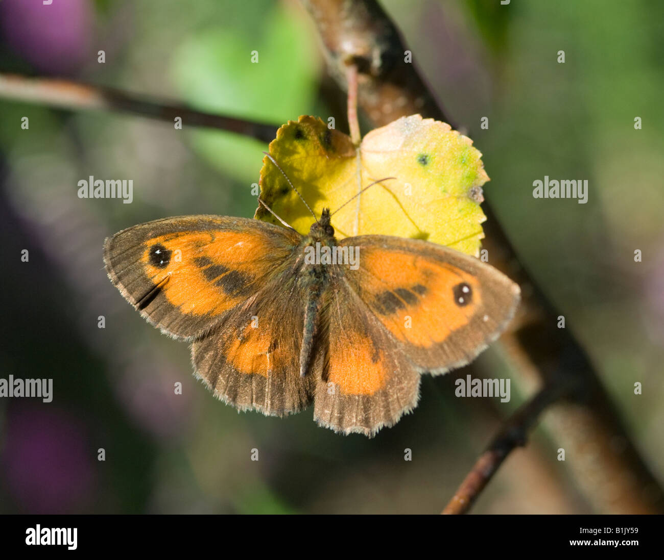 Male gatekeeper butterfly hi-res stock photography and images - Alamy