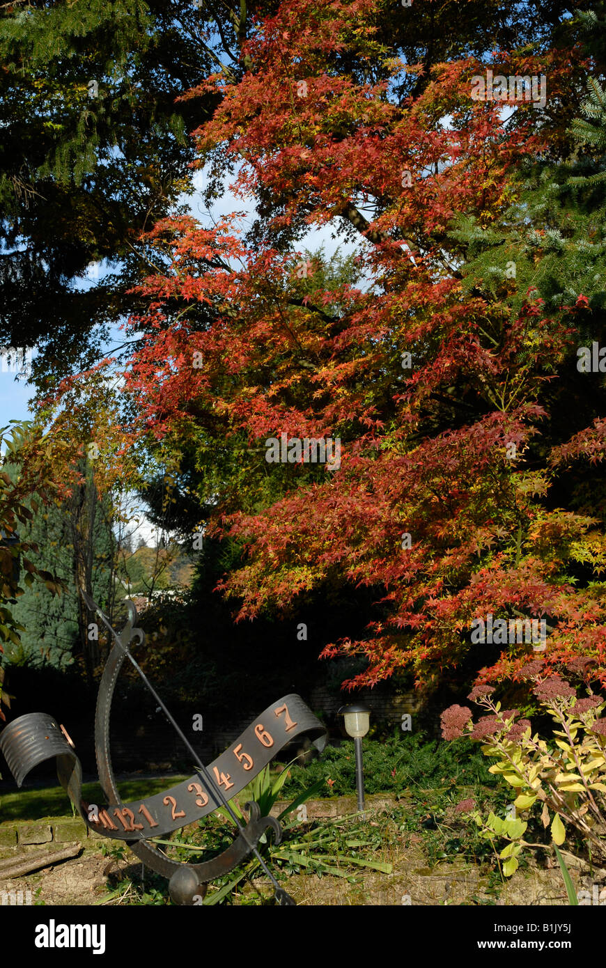 A sun dial and a colorful maple tree (acer palmatum) in a garden in ...