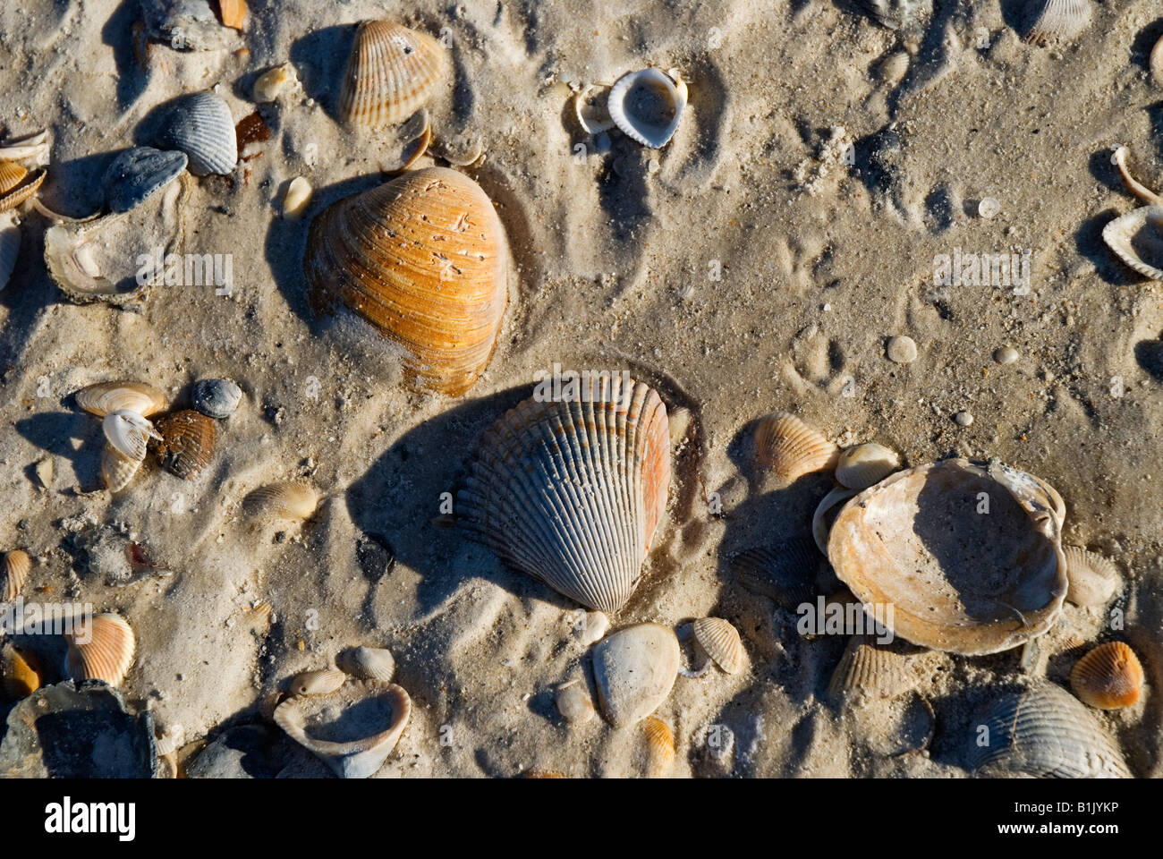 shells along the beach of Little St George Island along North Florida s ...