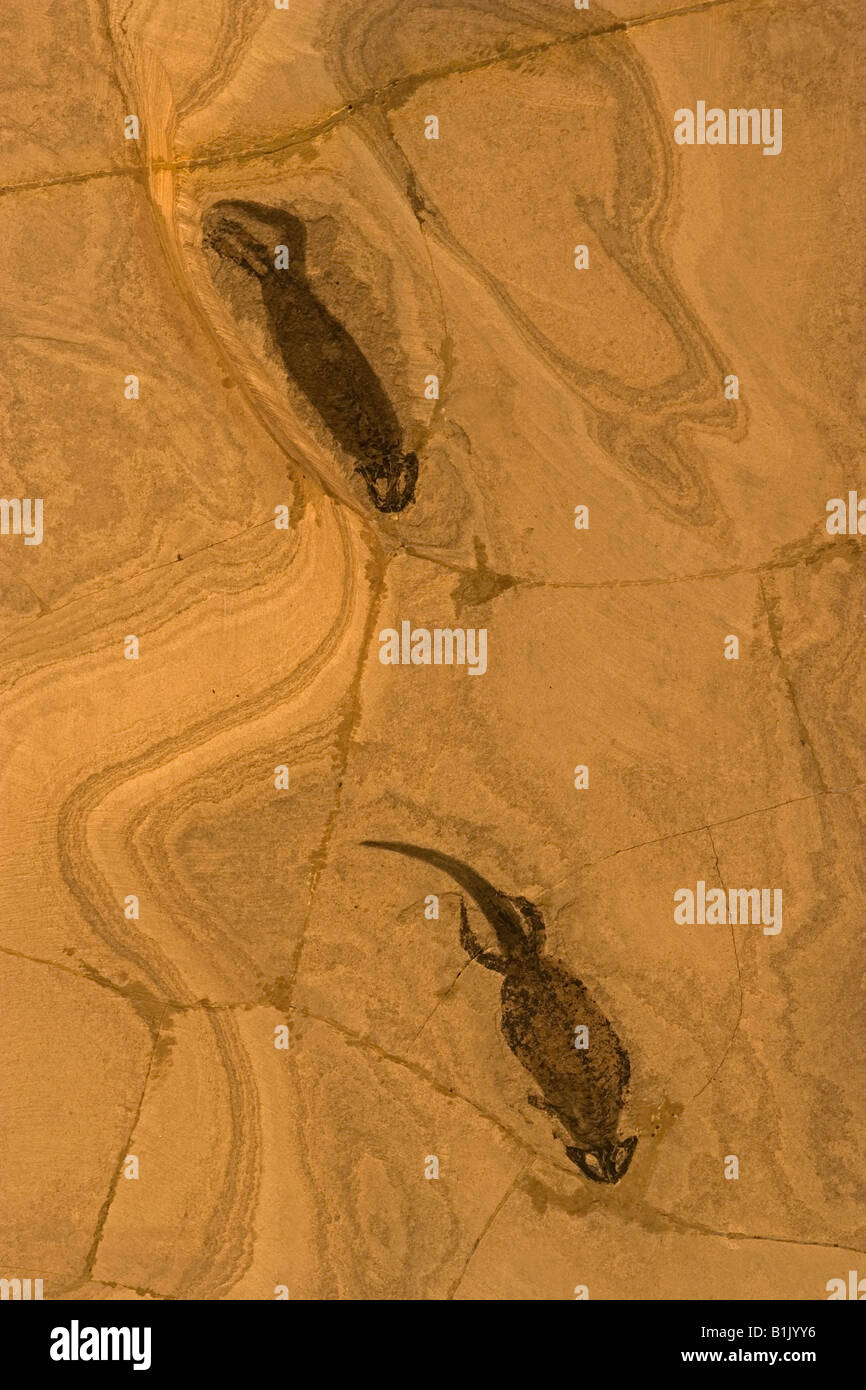 Fossil Amphibian - Branchiosaurus - Germany -Permian Stock Photo - Alamy