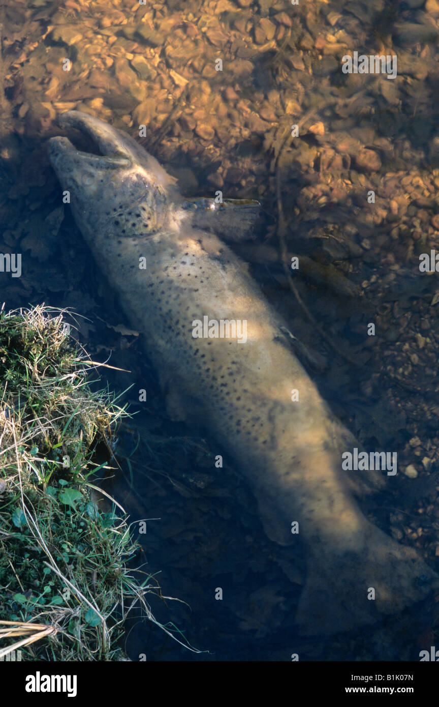Dead salmon after spawning hi-res stock photography and images - Alamy