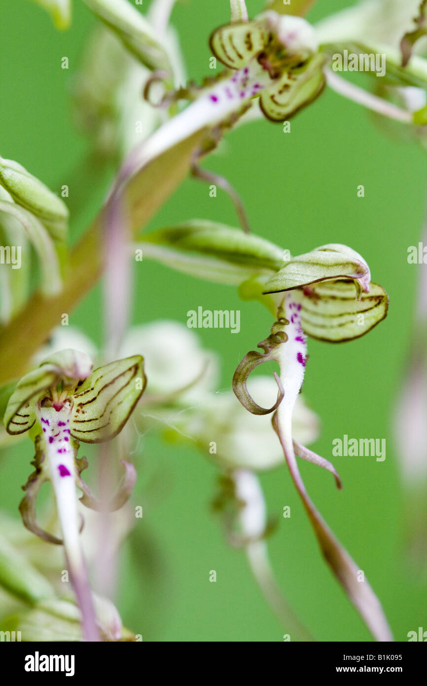 close up lizard orchid flowers Stock Photo - Alamy