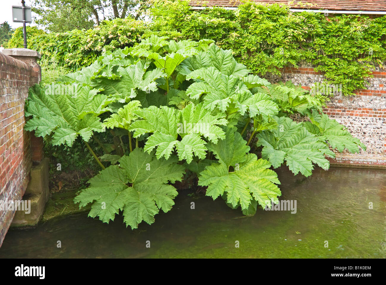 Gunnera manicata plant hi-res stock photography and images - Alamy