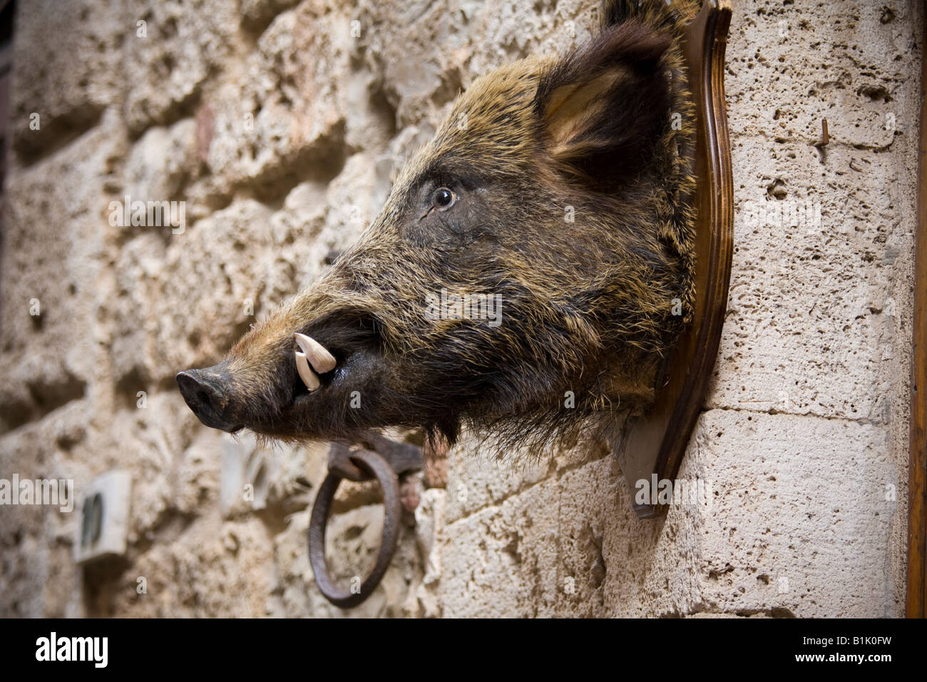 Boars parts hi-res stock photography and images - Alamy