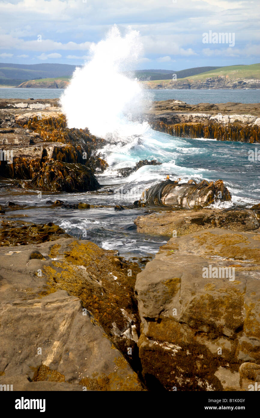Curio Bay, Caitlins, New Zealand, Australasia Stock Photo - Alamy