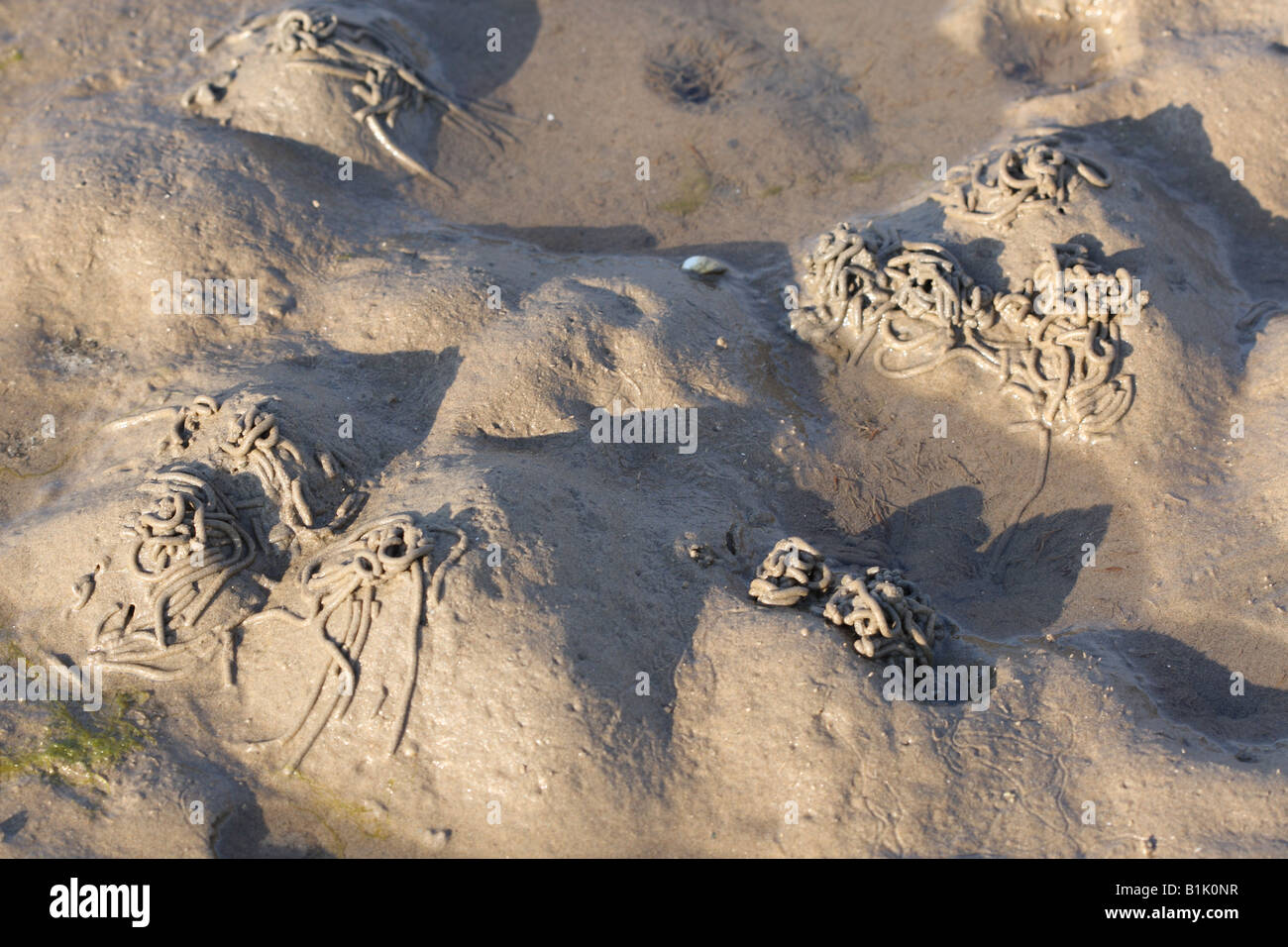 LUGWORM Arenicola marina LEAVE CASTS ON THE SAND AT LOW TIDE Stock ...