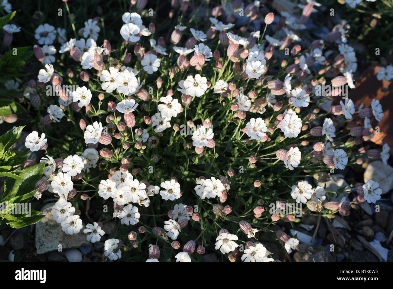 BLADDER CAMPION Silene vulgaris PLANT IN FLOWER Stock Photo - Alamy