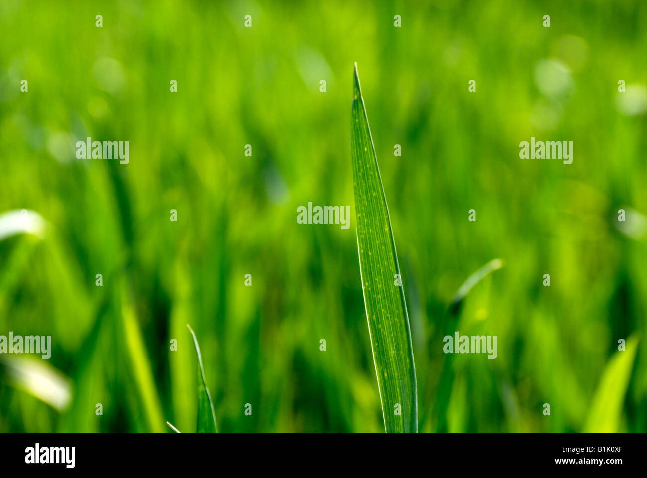 Blades of Grass Stock Photo - Alamy