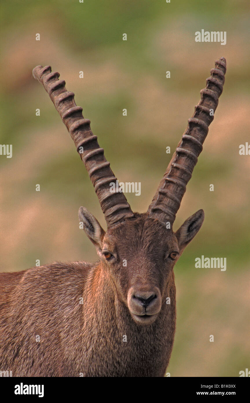Pyrenean ibex hi-res stock photography and images - Alamy