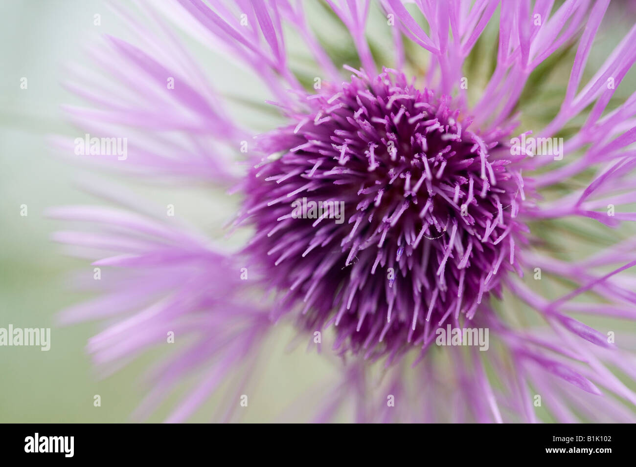 mauve thistle flowerhead Stock Photo - Alamy