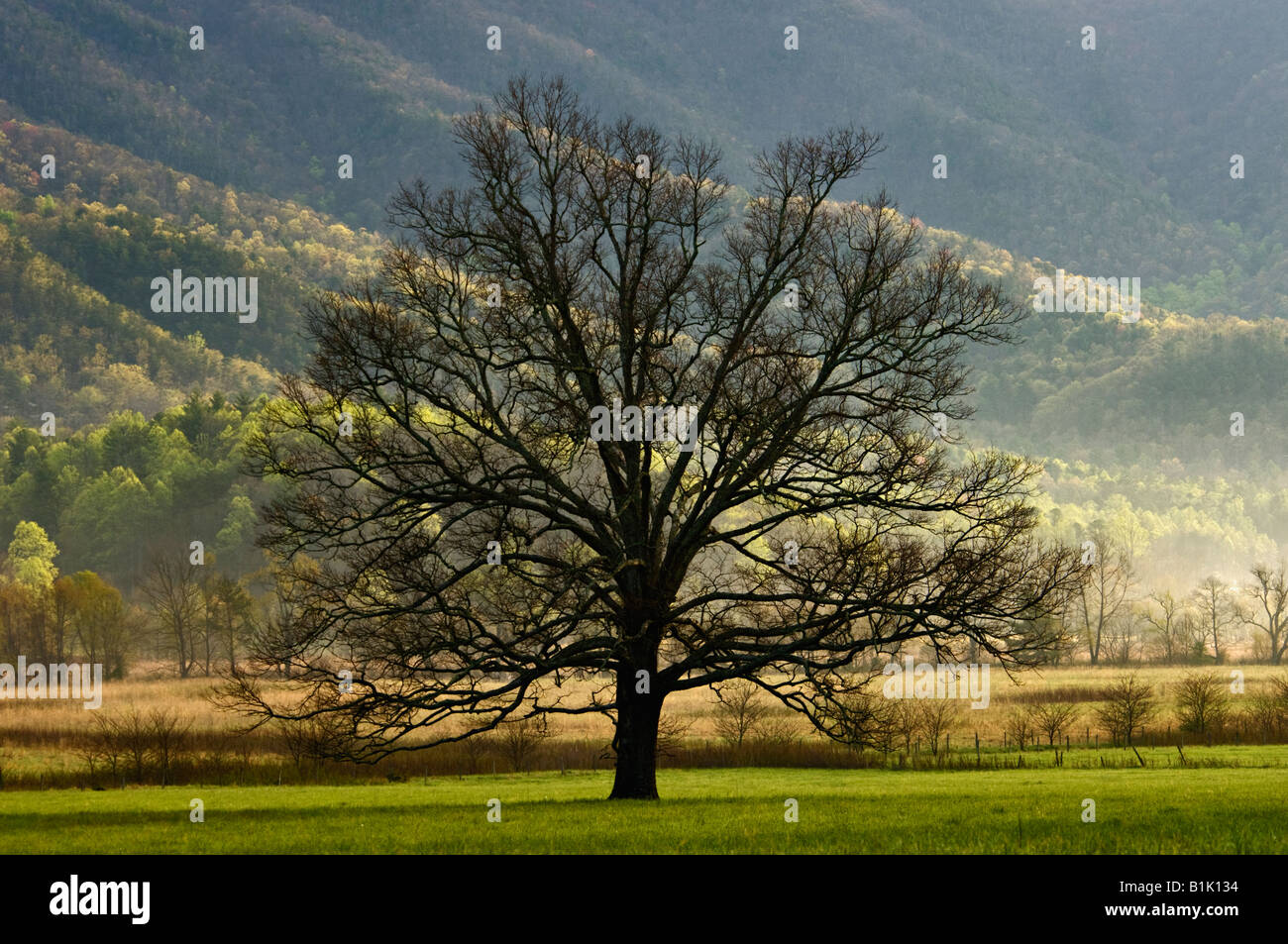 Lone single pasture hi-res stock photography and images - Alamy
