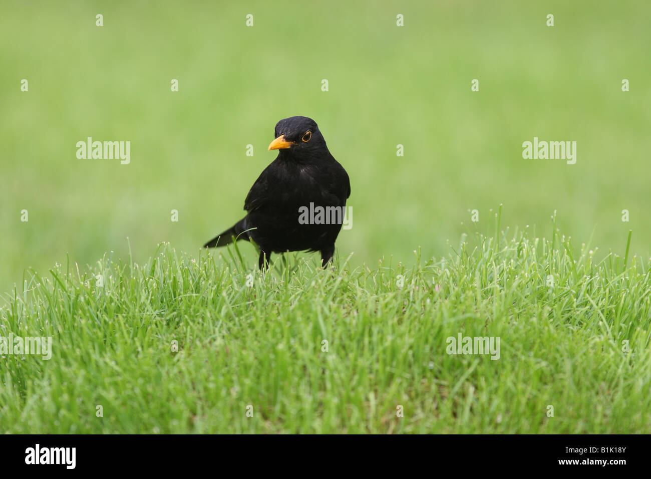 BLACKBIRD Turdus merula MALE ON LAWN FRONT VIEW Stock Photo - Alamy