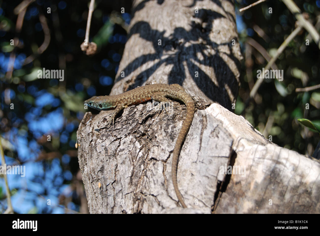 Small Lizard / Gecko sitting on a tree branch Stock Photo - Alamy