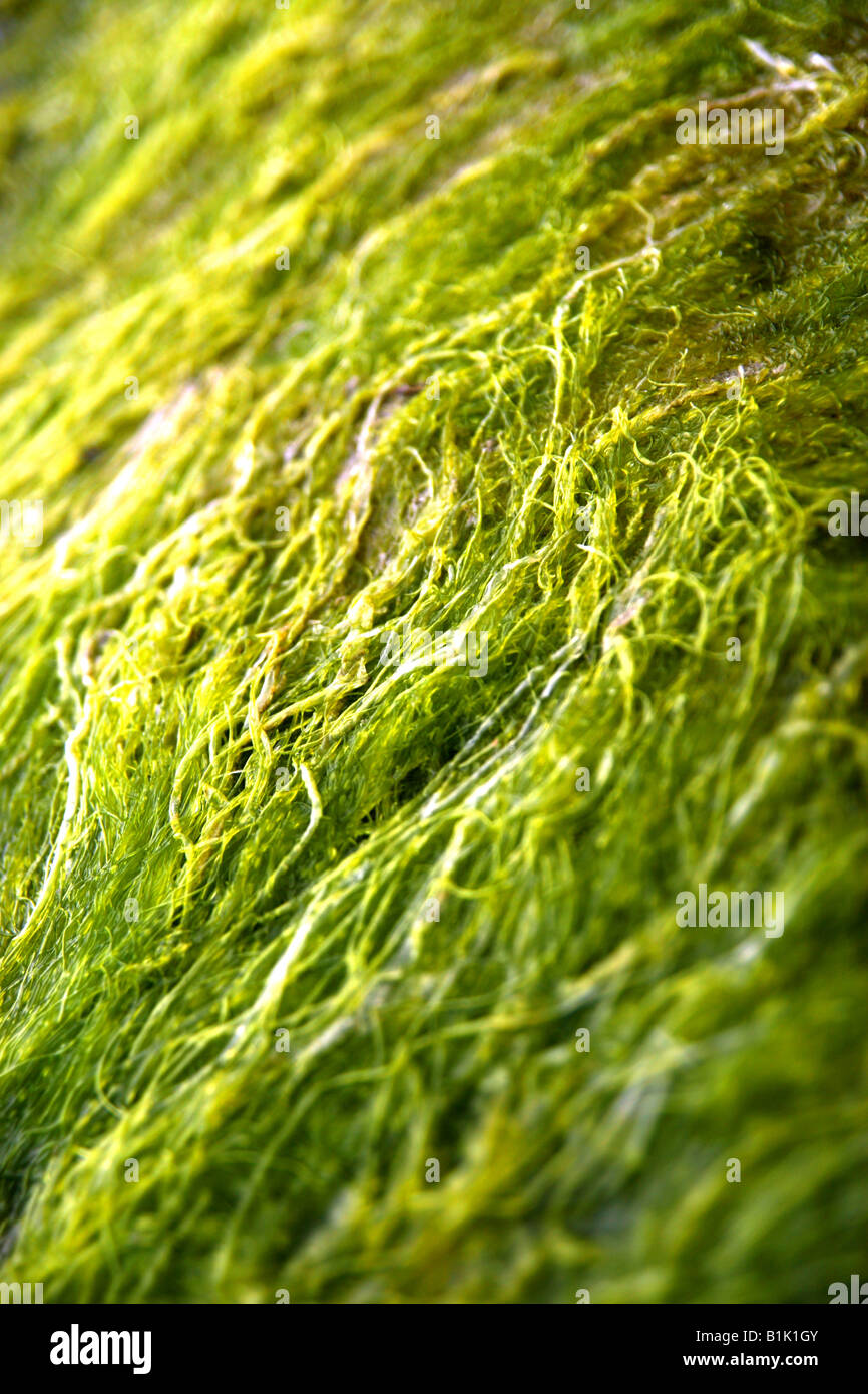 Seaweed, Curio bay, The Caitlins, New Zealand, Australasia Stock Photo ...