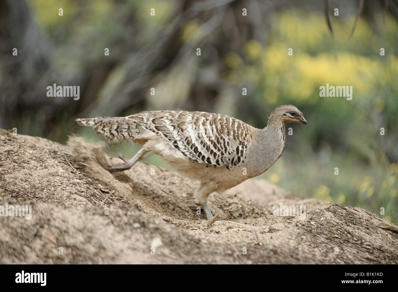 Mallee fowl mound hi-res stock photography and images - Alamy