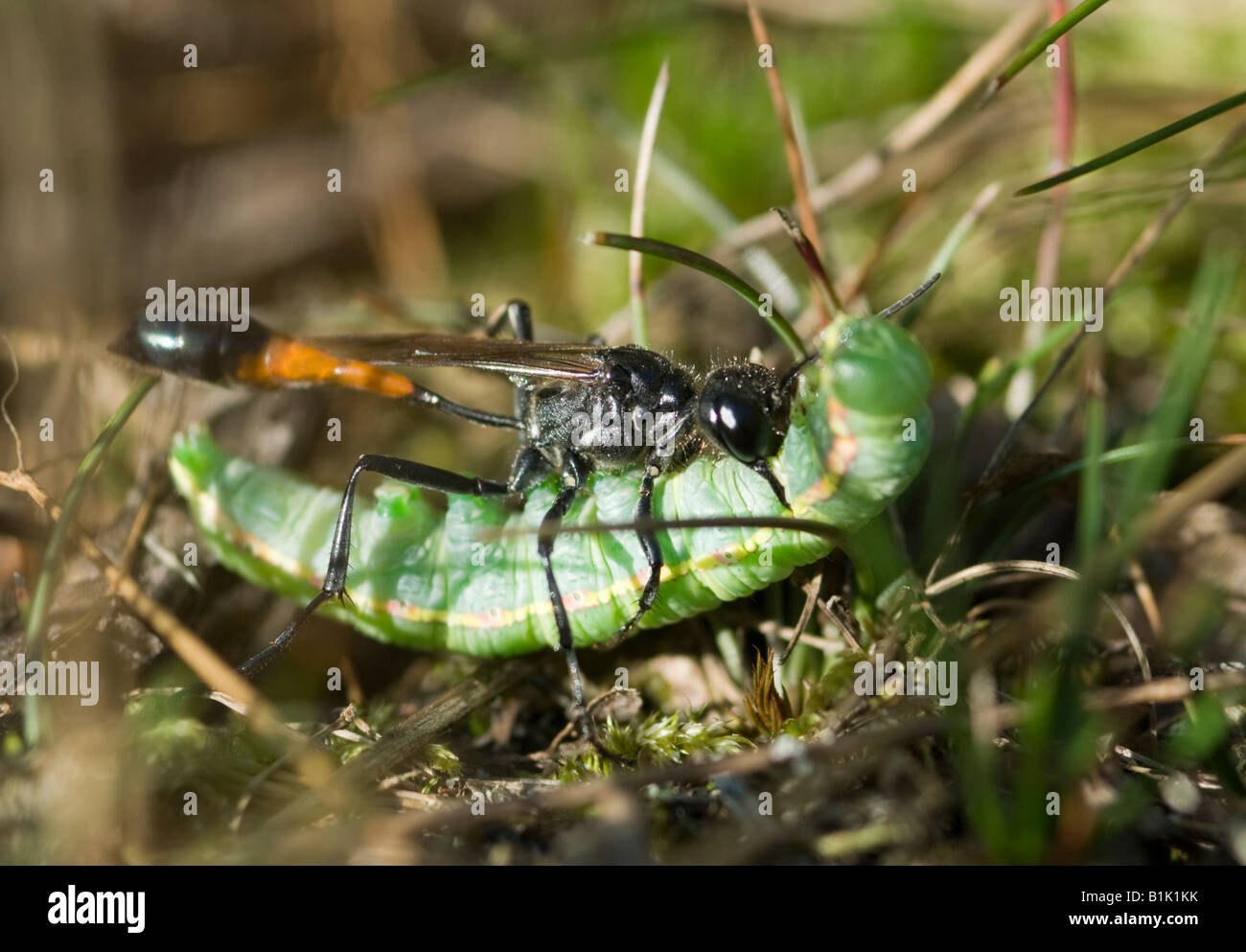 Heath sand wasp, Hunting wasp, Ammophila pubescens, capturing host ...