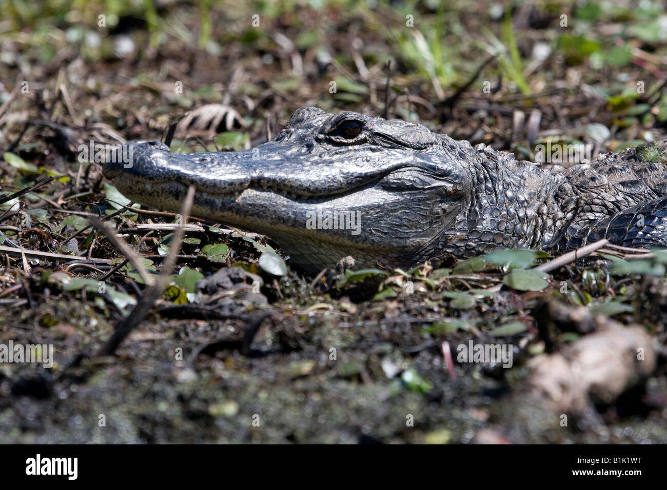 Alligator eating human hi-res stock photography and images - Alamy