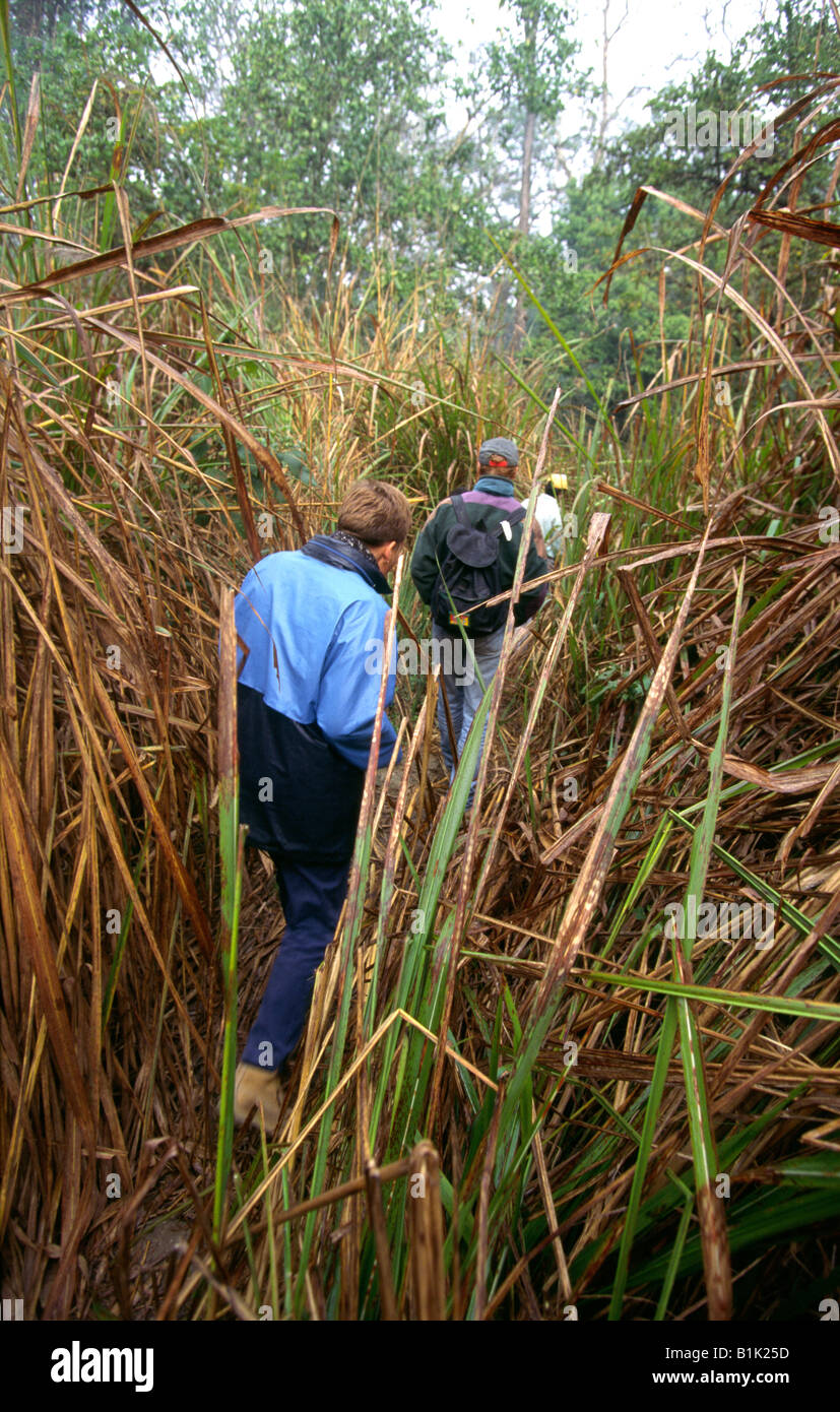 Jungle walk nepal hi-res stock photography and images - Alamy