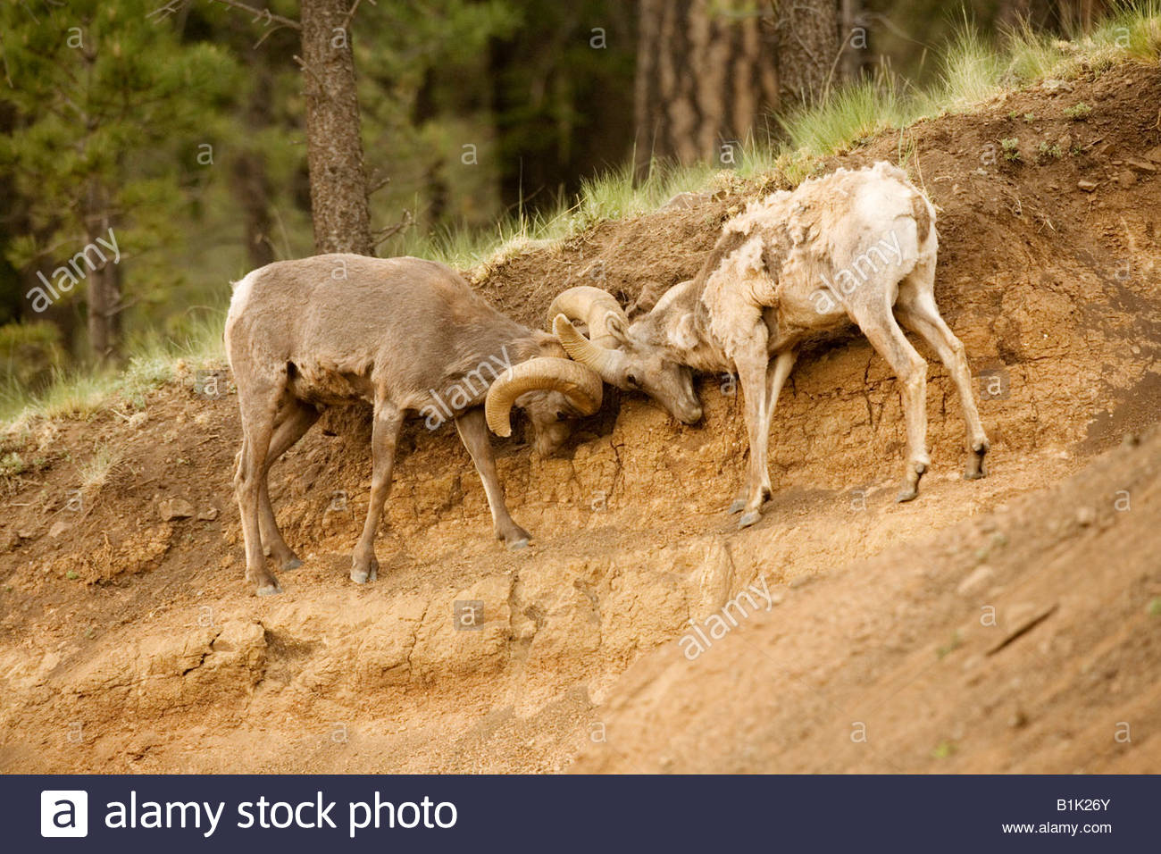 Butting Heads Stock Photos & Butting Heads Stock Images - Alamy