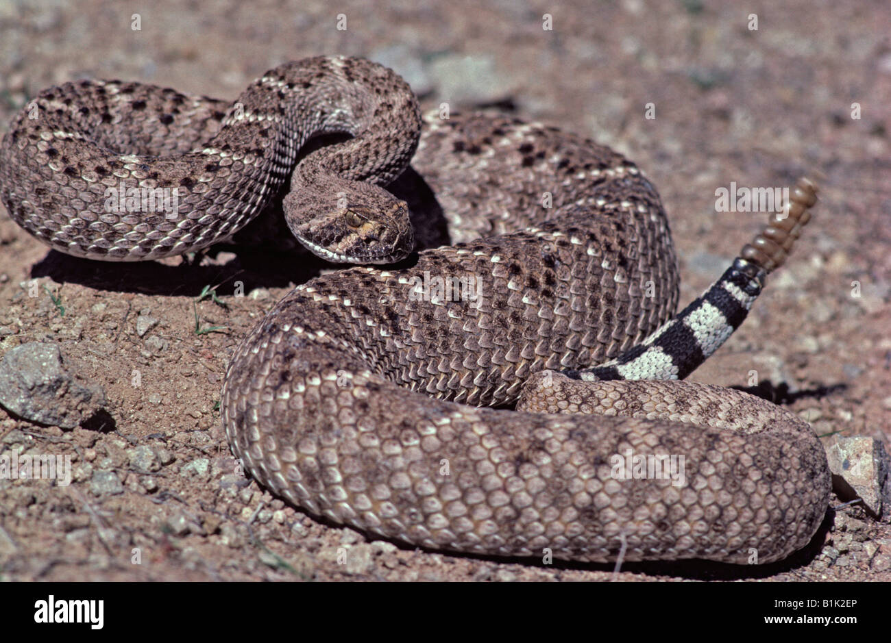 Western Diamondback Rattlesnake showing Rattle (Crotalus atrox) Sonoran ...