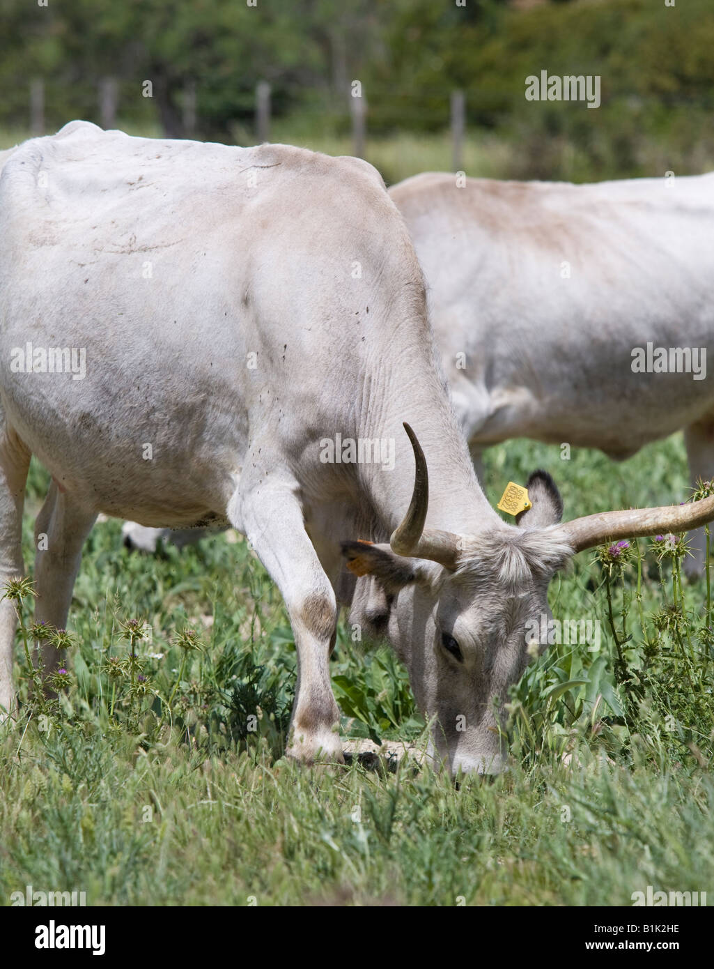 Maremma cattle hi-res stock photography and images - Alamy