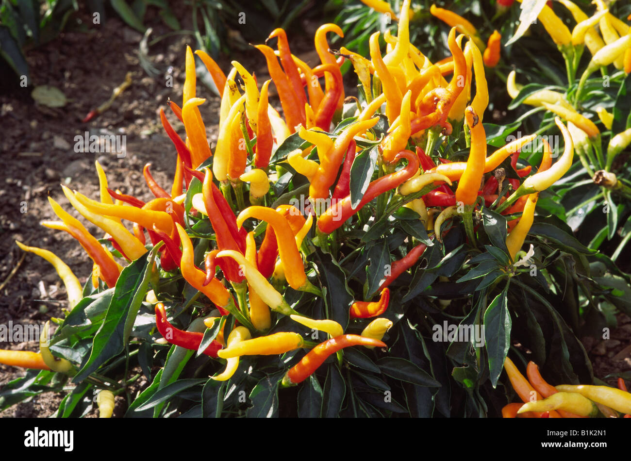 Chilli Pepper Plant in Sunshine Stock Photo - Alamy
