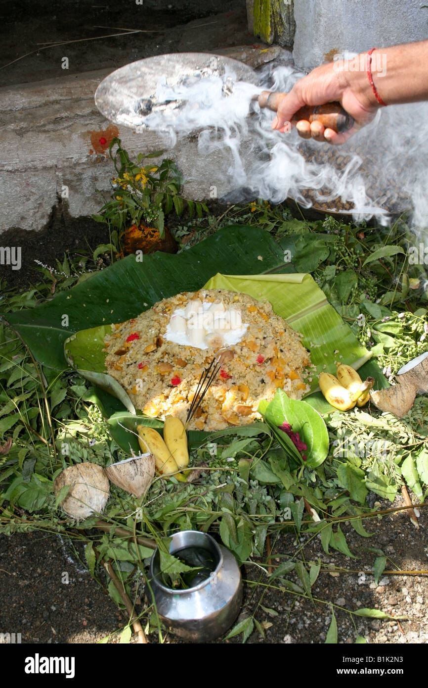 Special cow pooja being blessed with incense for Pongal outside a ...