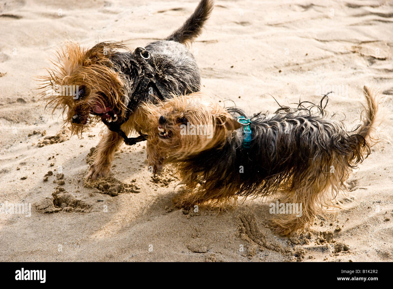 Two Yorkshire Terriers play fighting on a beach Stock Photo - Alamy