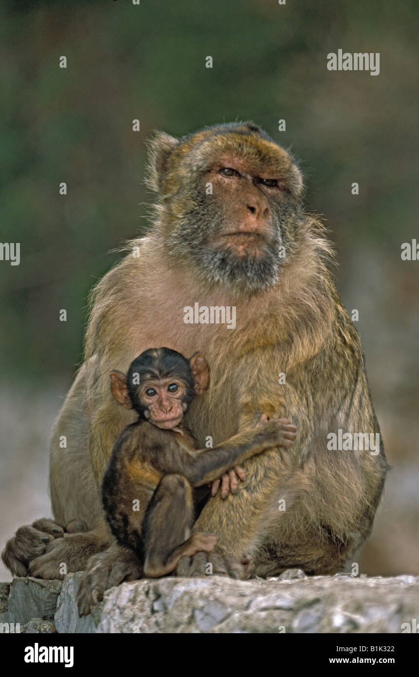Barbary Macaque (Macaca sylvanus) Mother and young - Gibralter IUCN ...