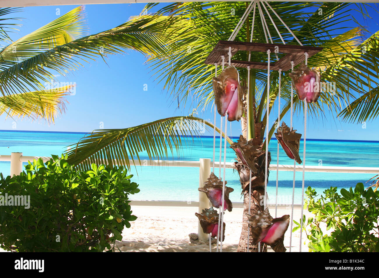 conch shells on Grand Turk Stock Photo - Alamy