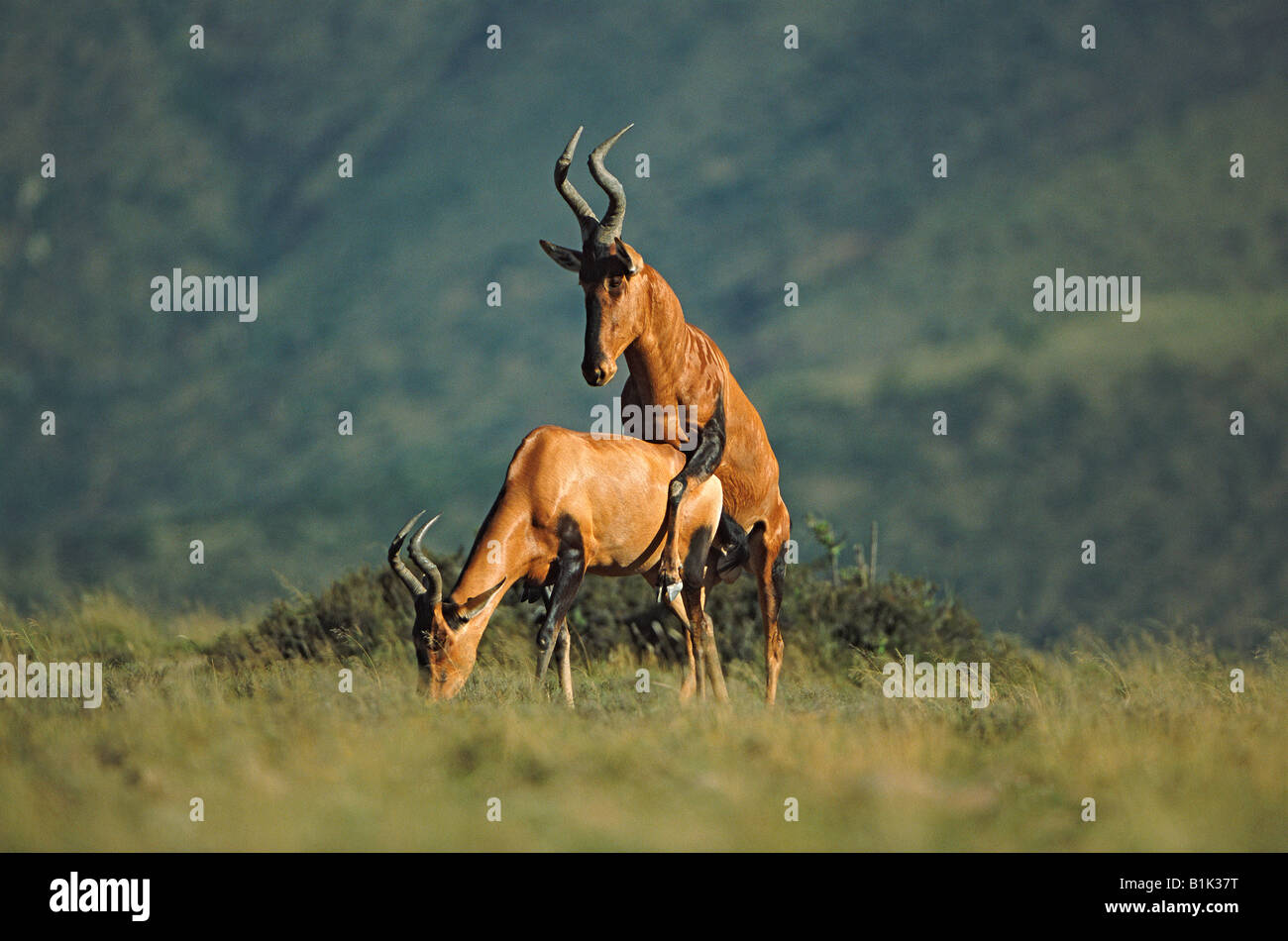 Red Hartebeest (Alcelaphus buselaphus) Mating -South Africa Stock Photo ...