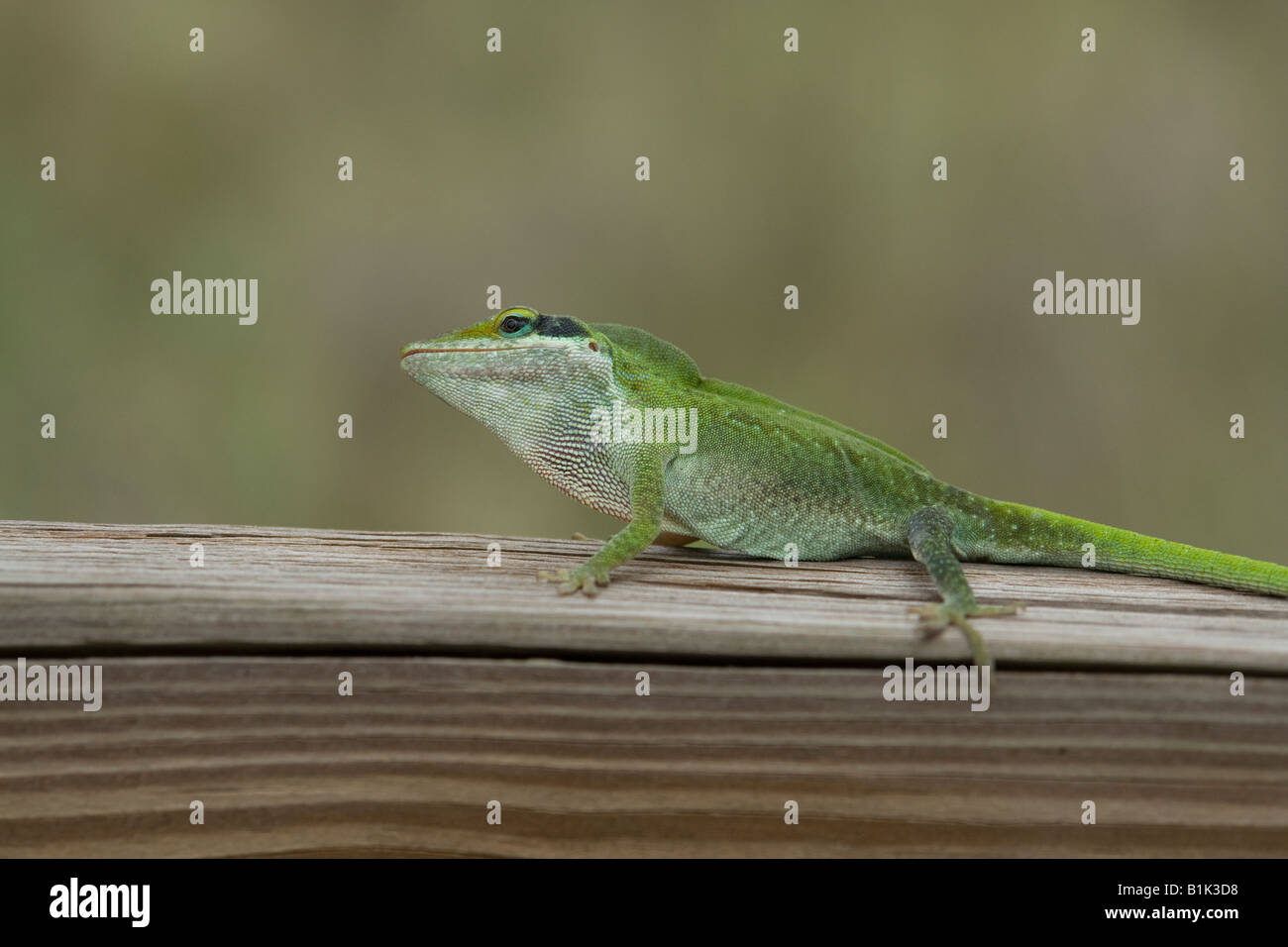 Lizards profile hi-res stock photography and images - Alamy